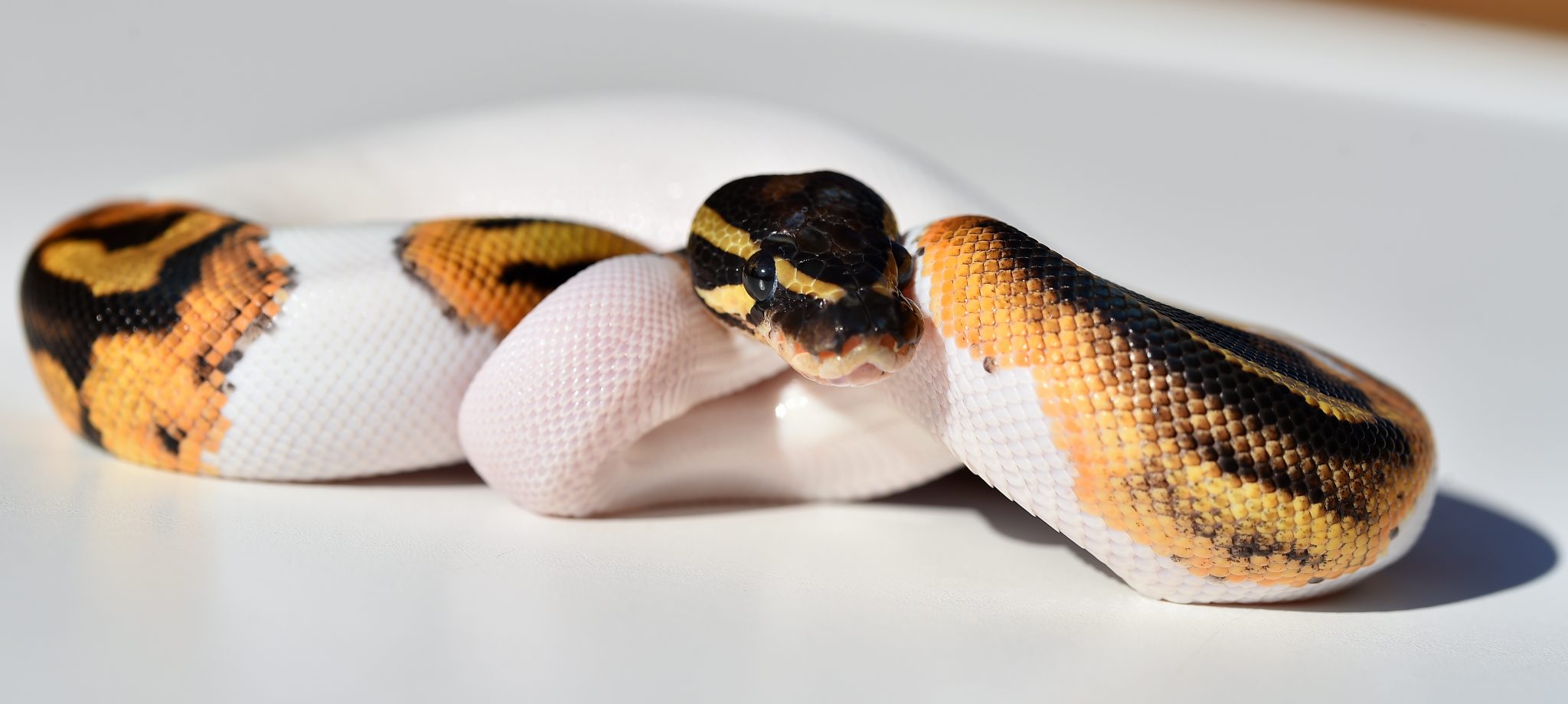 Python regius – Királypiton, az afrikai uralkodók egykori ékszere ...