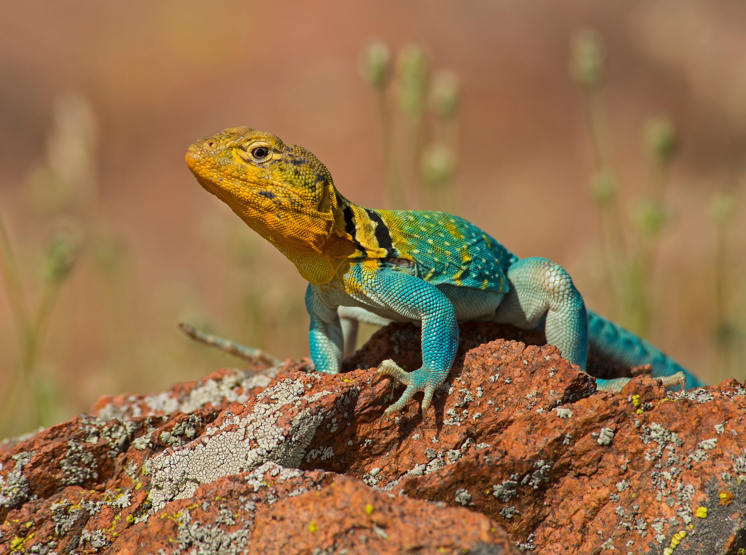 Mating behaviour of the collared lizard – TerraPlaza magazin
